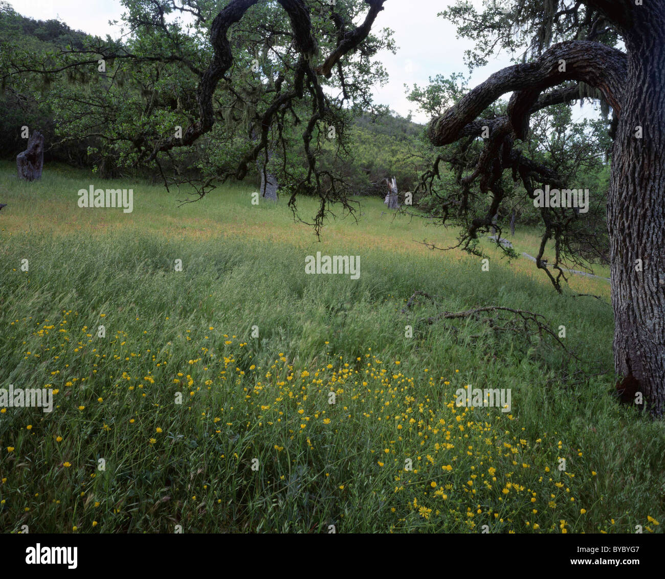 Spring, Wildflowers, Oak Tree, Pinnacles National Park, California ...