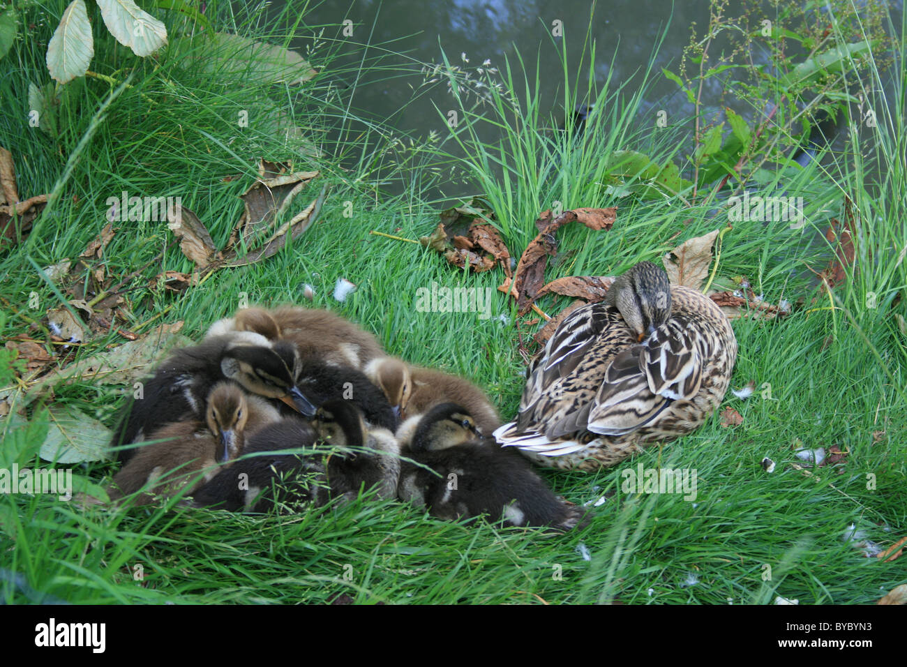 10 ducklings hi-res stock photography and images - Alamy