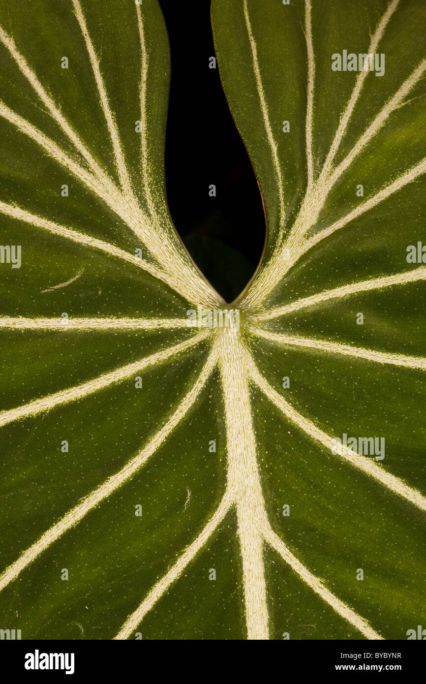 Macro photo of a large green leaf with white ribs in a garden in ...