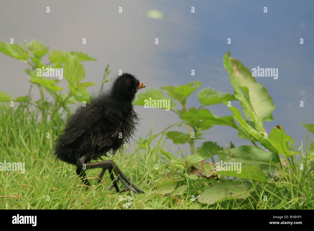 Baby coot chick Stock Photo - Alamy