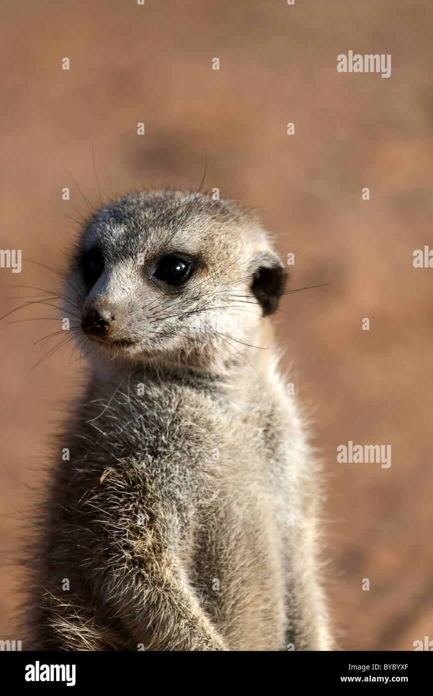 Compare the meerkat hi-res stock photography and images - Alamy