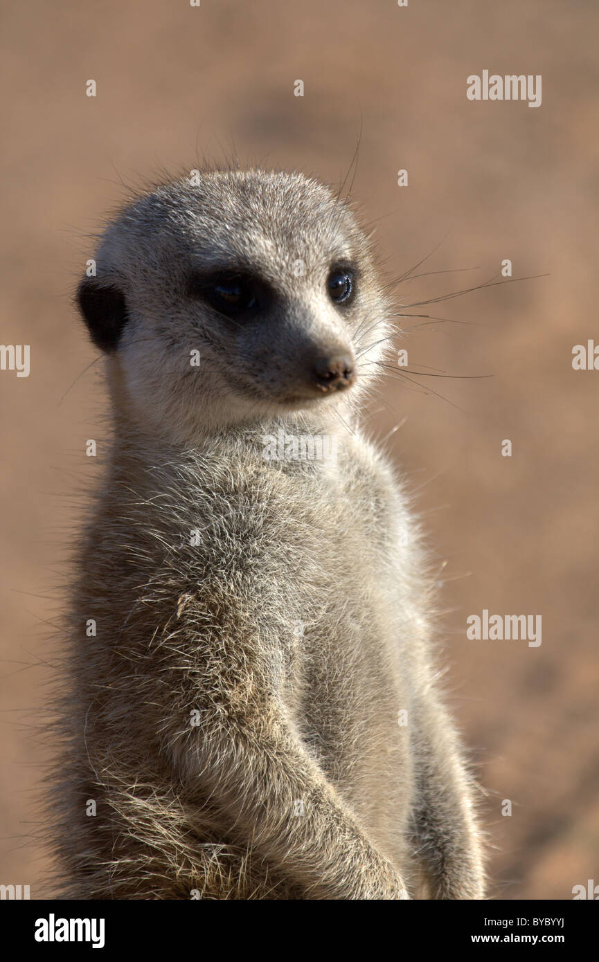 Compare the market meerkat hi-res stock photography and images - Alamy
