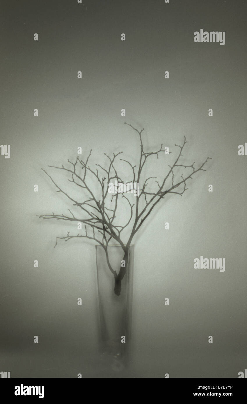 a winter leafless branch in a vase, black and white Stock Photo - Alamy