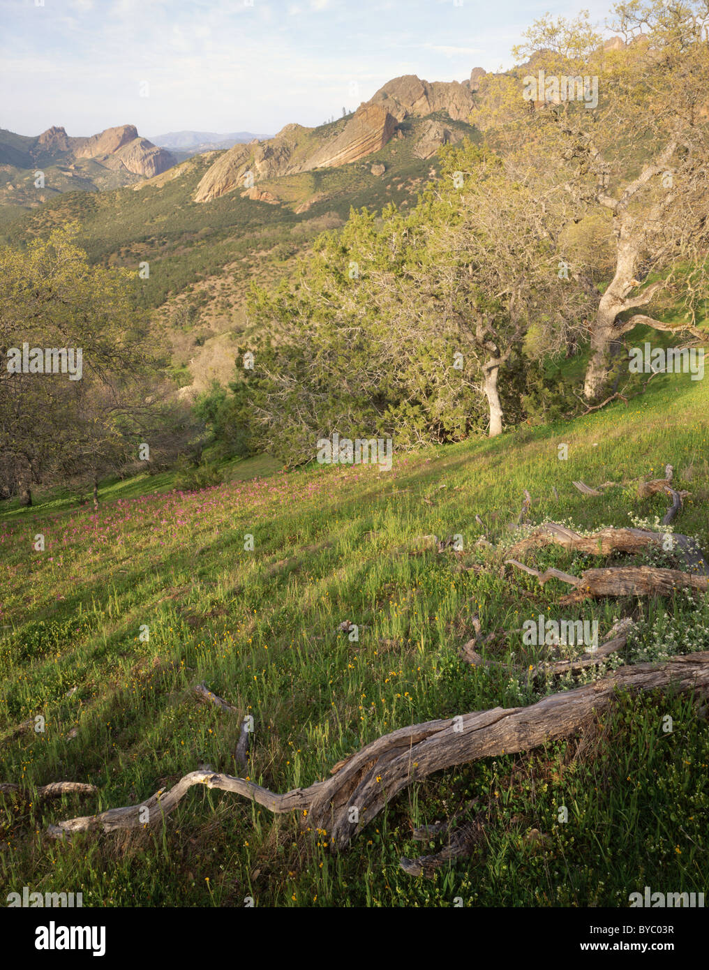 Spring, Wildflowers, Oak Tree, Pinnacles National Park, California ...