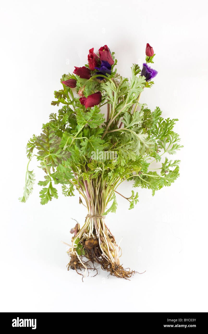 tulips flower with root and white background Stock Photo - Alamy