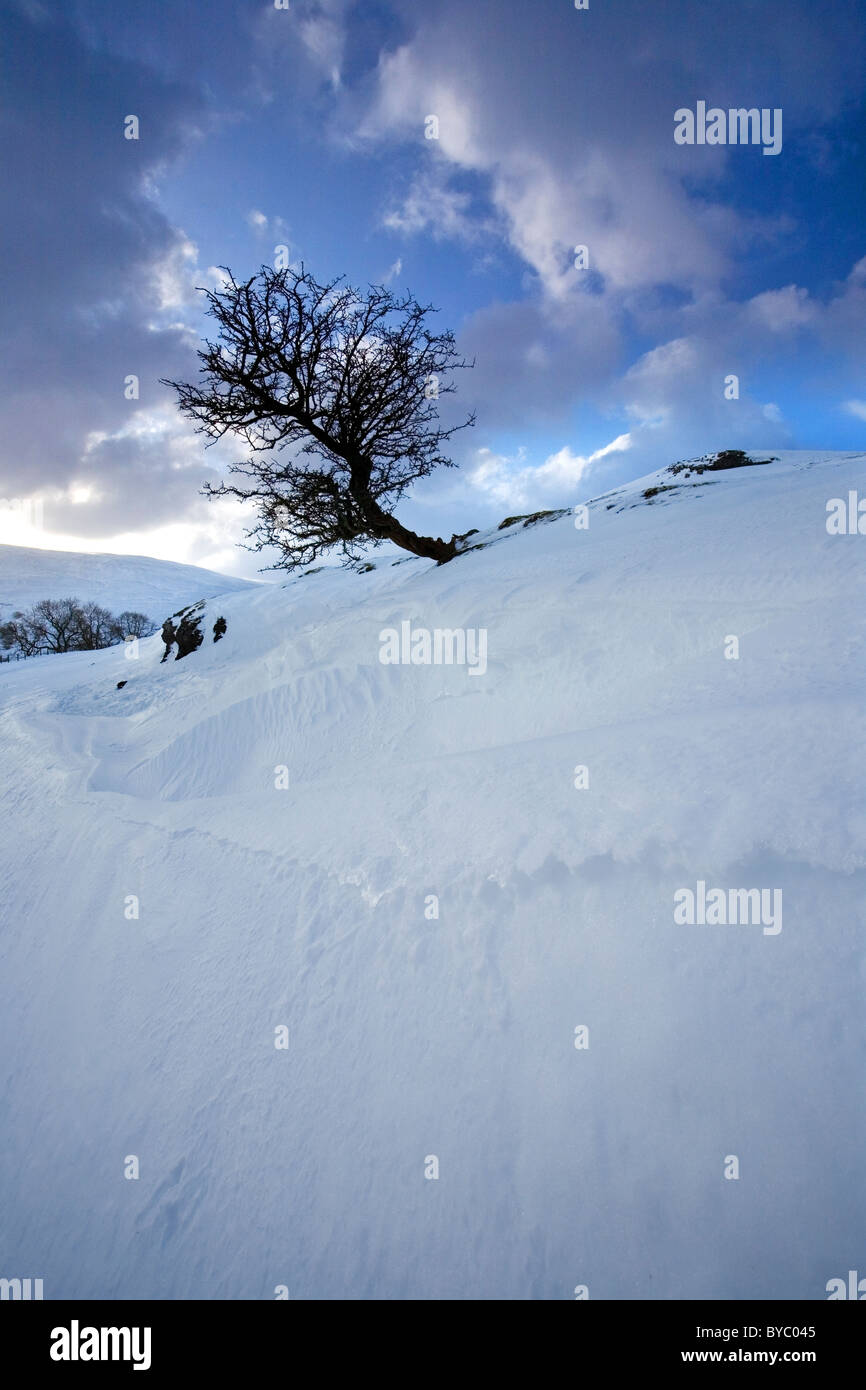 Lone hawthorn tree hi-res stock photography and images - Alamy