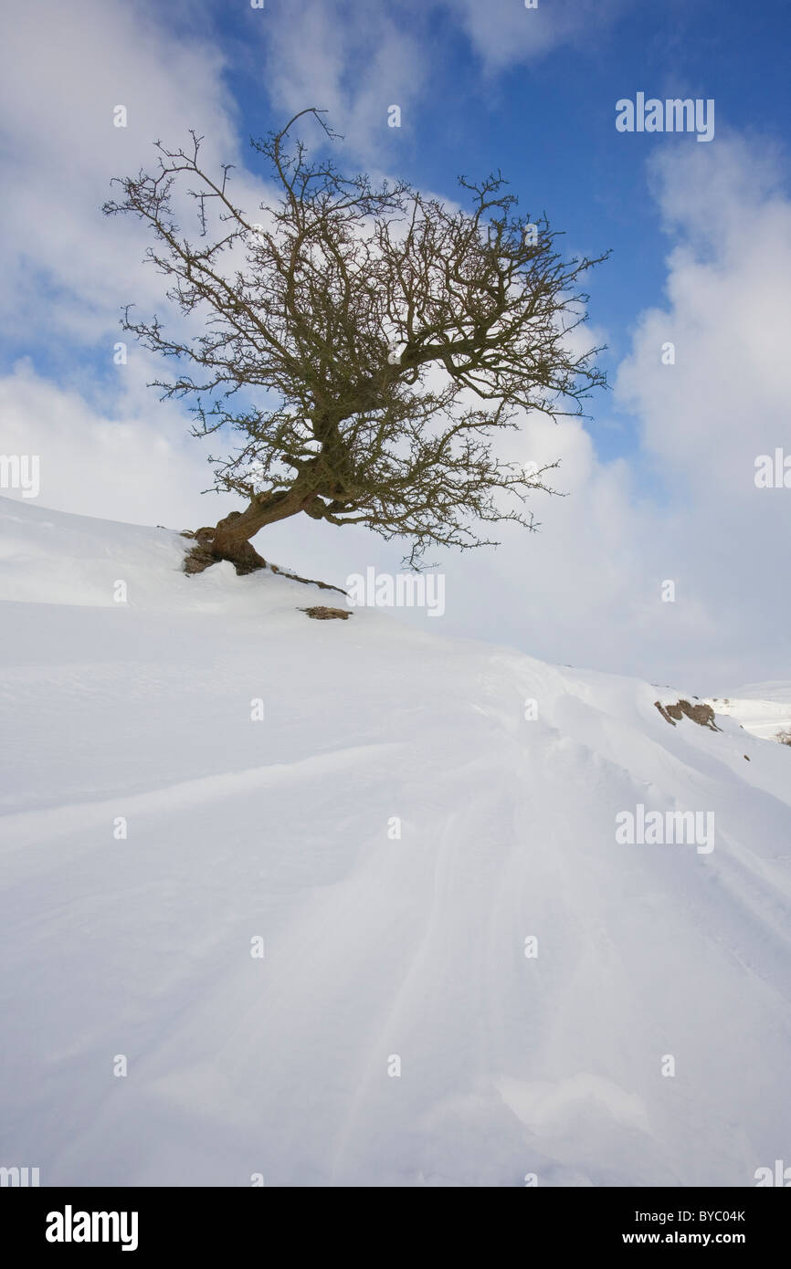 Lone hawthorn tree hi-res stock photography and images - Alamy