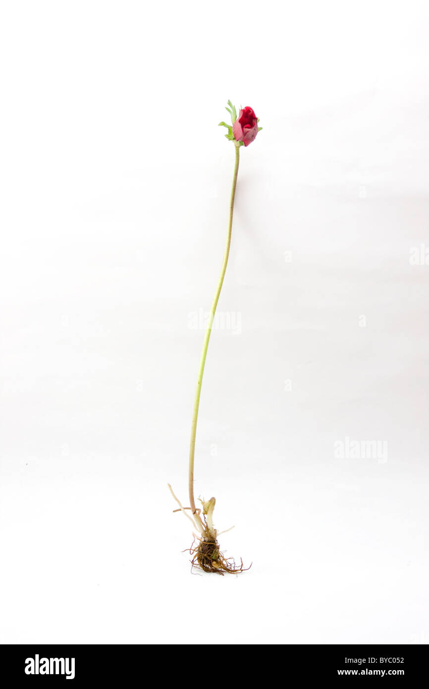 tulip with root Stock Photo - Alamy