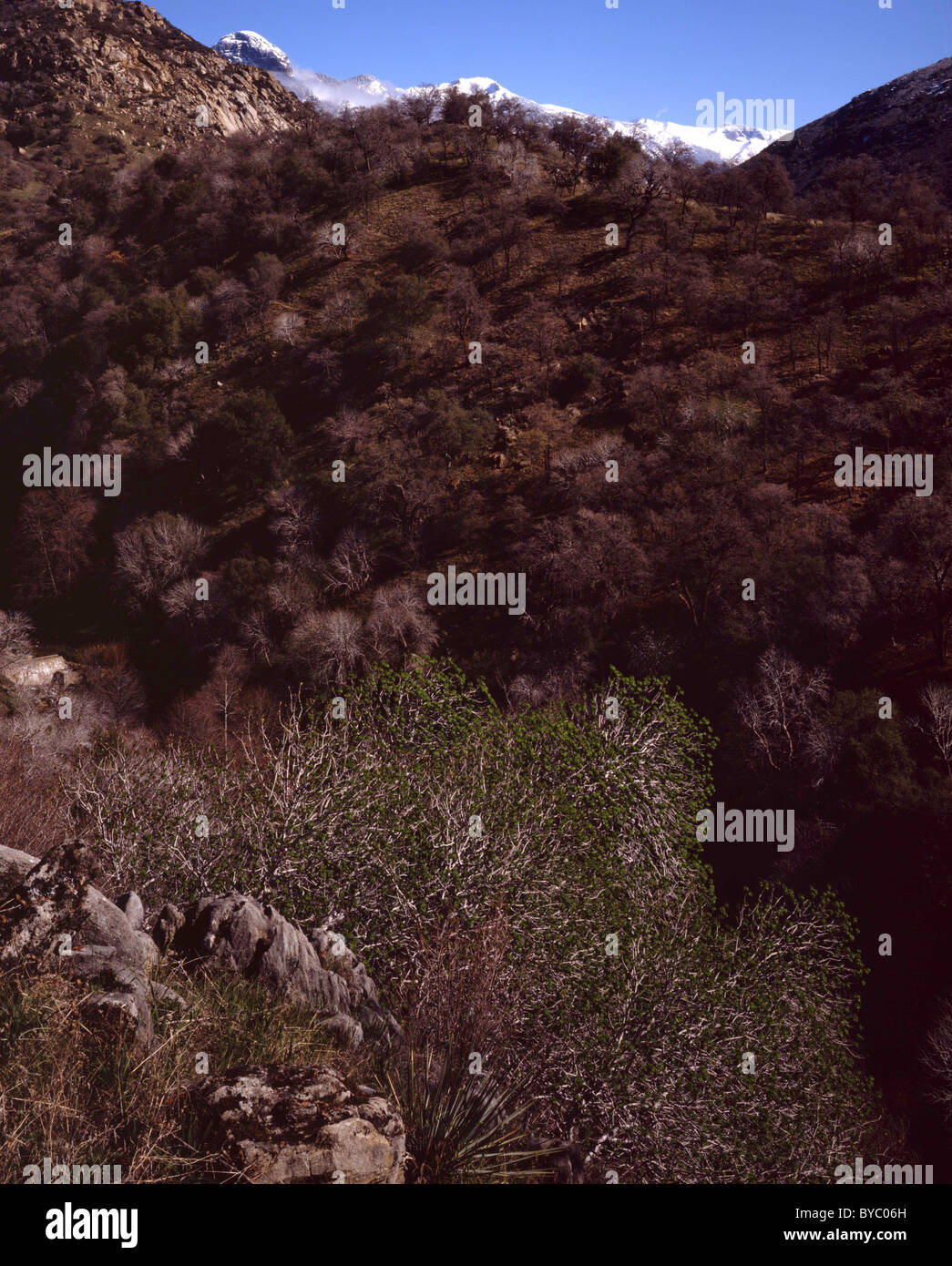 Foothills, Sequoia and Kings Canyon National Park, California Stock ...