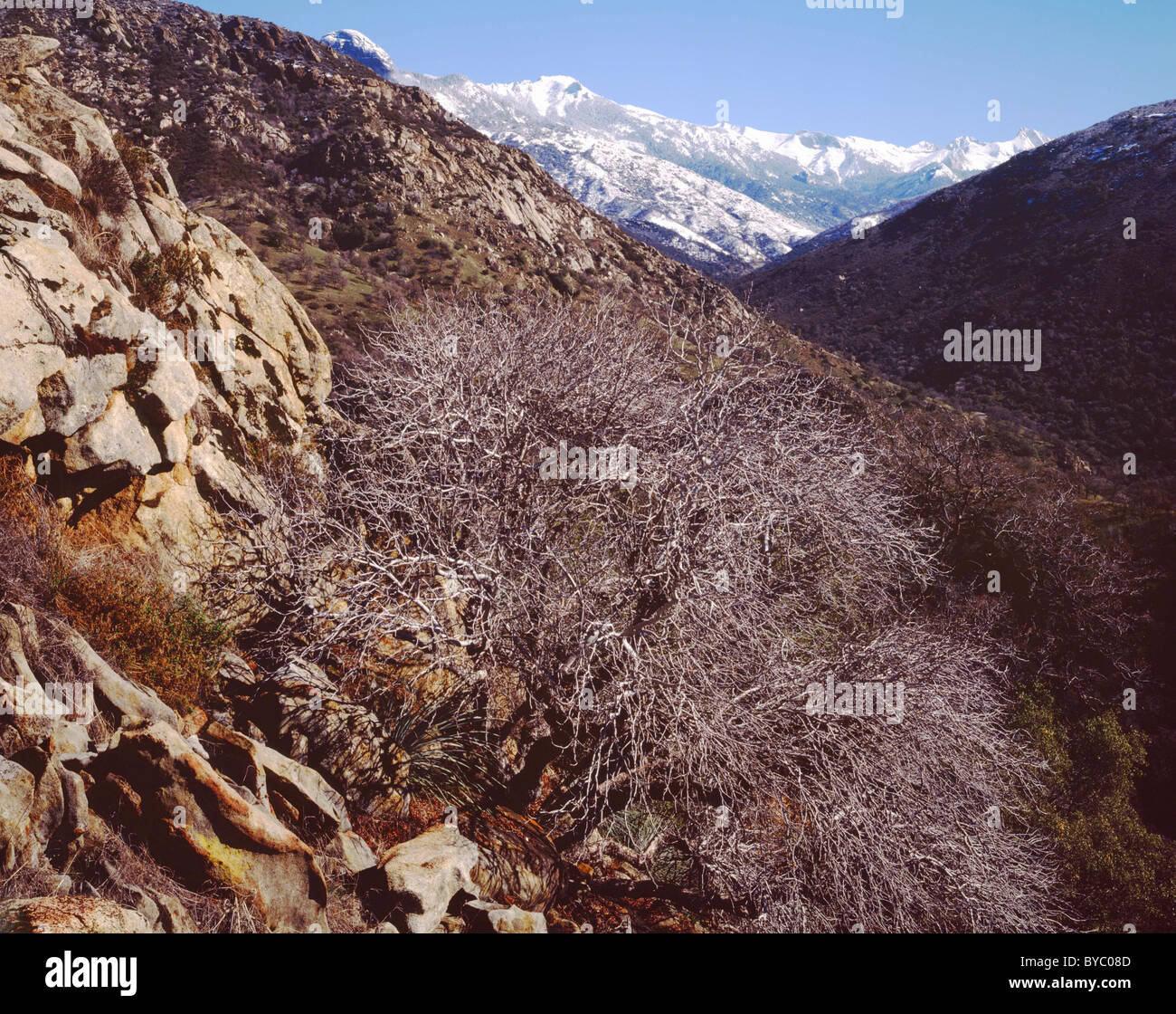 Foothills, Sequoia and Kings Canyon National Park, California Stock ...