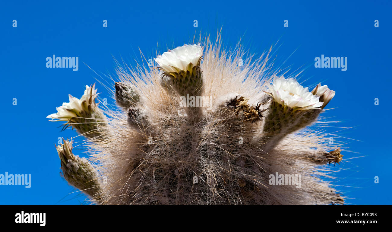 Giant Cactus flowering, “Salar de Uyuni” Bolivian salt flats, Bolivia ...