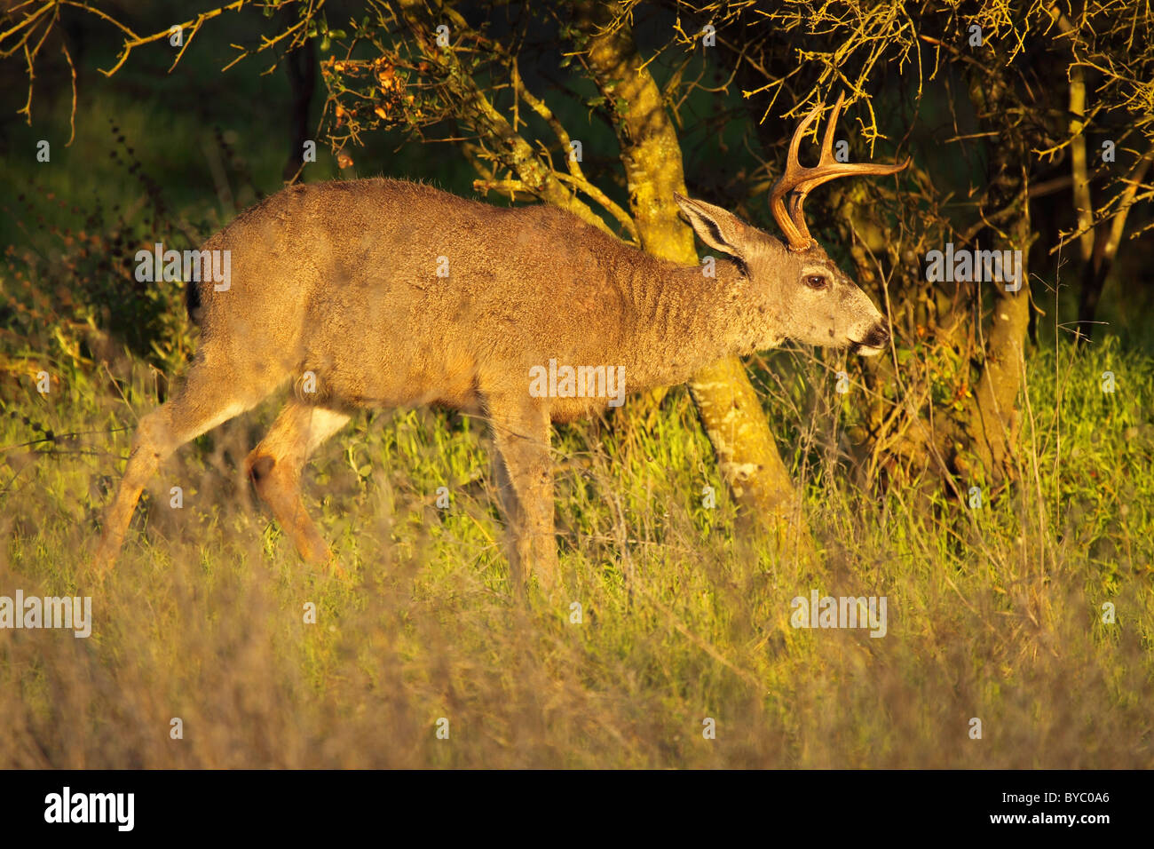 A forkbuck Black-tailed Deer Stock Photo - Alamy