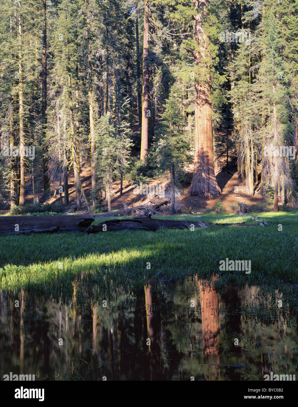 Meadow, Sequoia Trees, Sequoia and Kings Canyon National Park ...