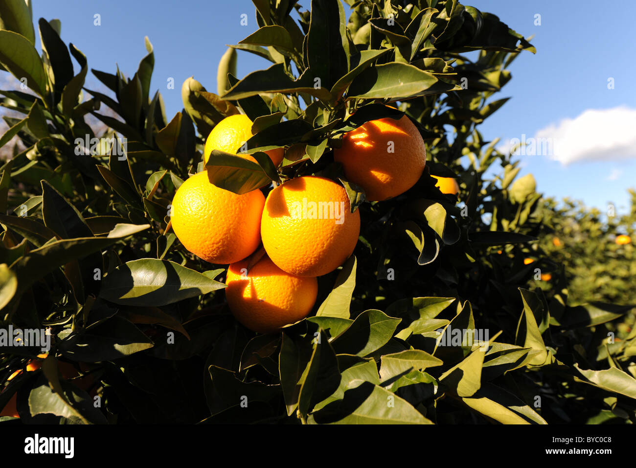 Valencia orange fruit hi-res stock photography and images - Alamy