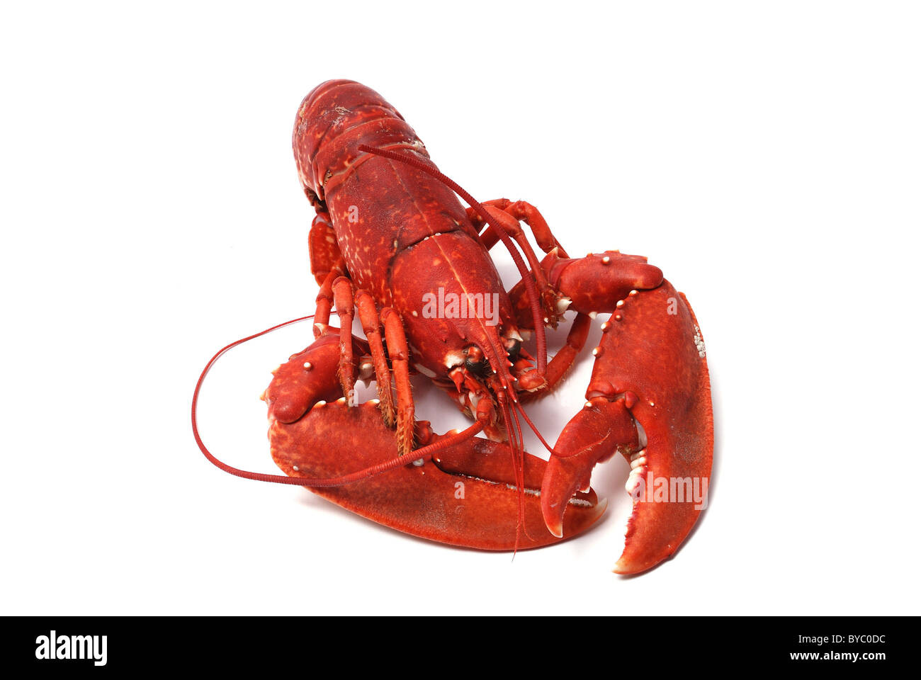 Homard bleu bretagne hi-res stock photography and images - Alamy