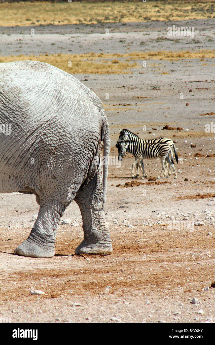 elephant & zebras Stock Photo - Alamy