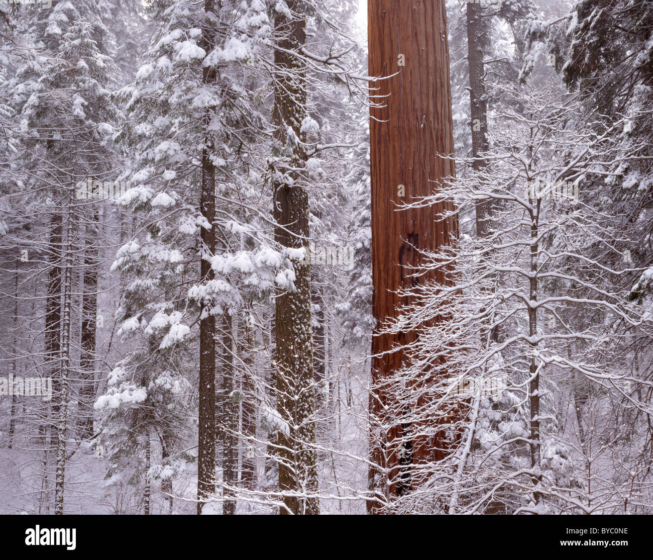 Winter, Giant Forest, Sequoia and Kings Canyon National Park ...