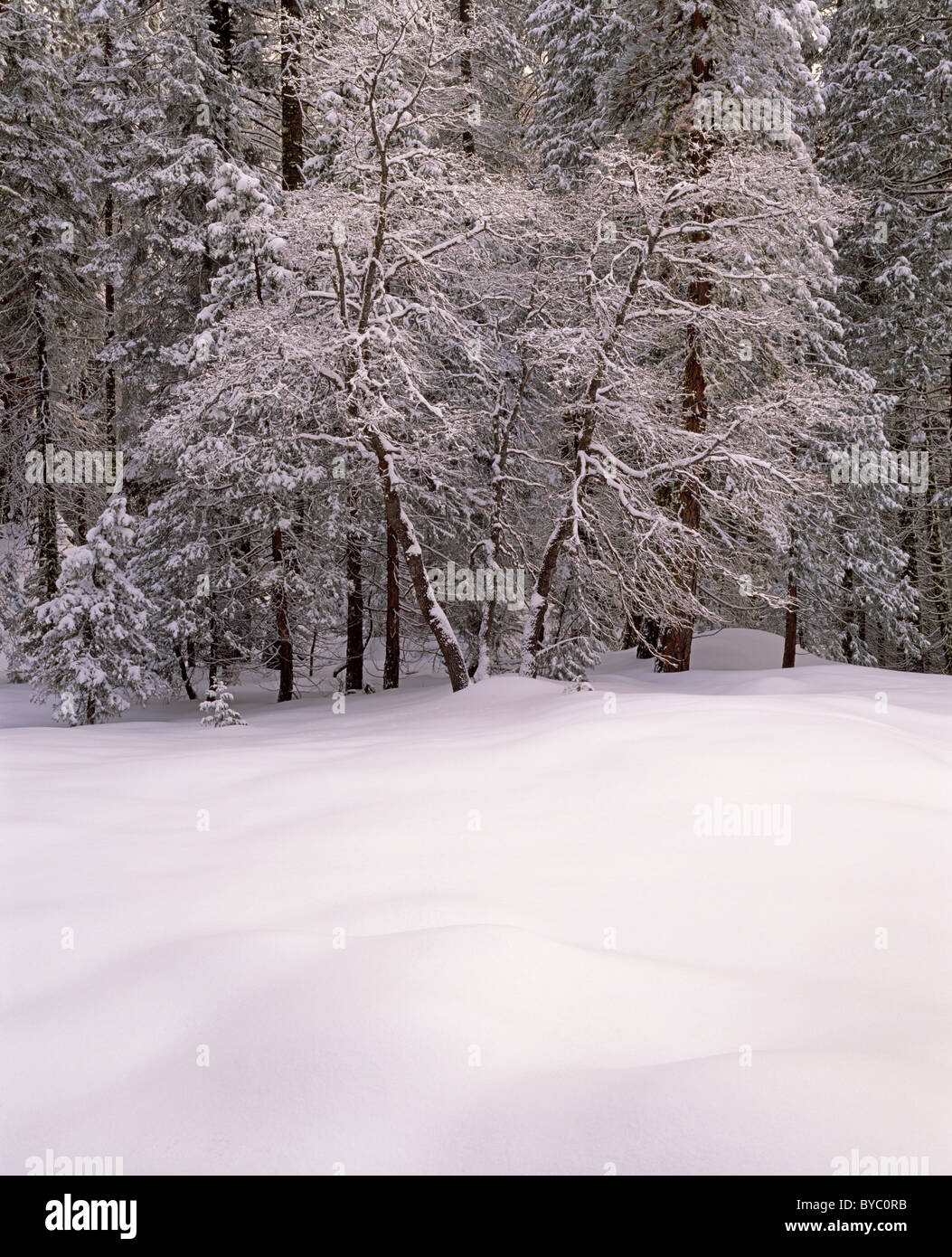 Winter, Giant Forest, Sequoia and Kings Canyon National Park ...