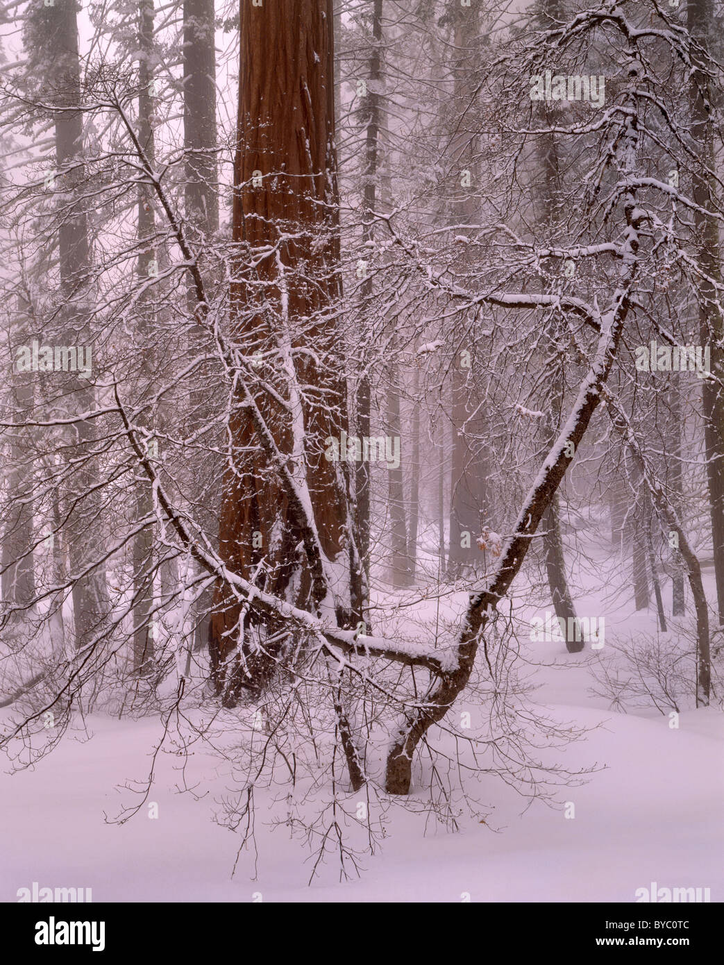 Winter, Giant Forest, Sequoia and Kings Canyon National Park ...