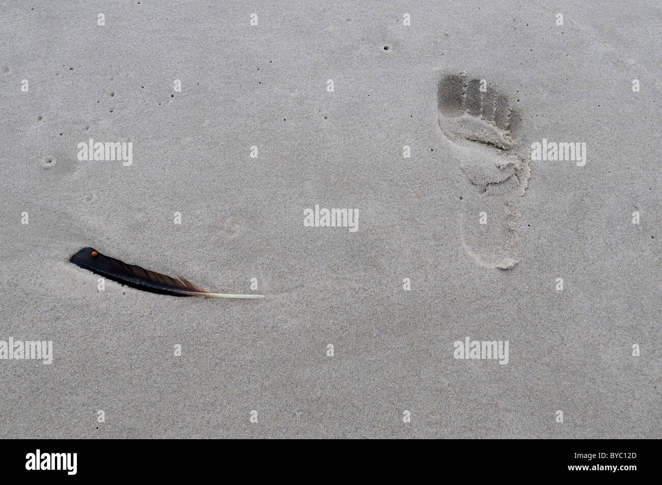 Footprint on sea sand and feather Stock Photo - Alamy