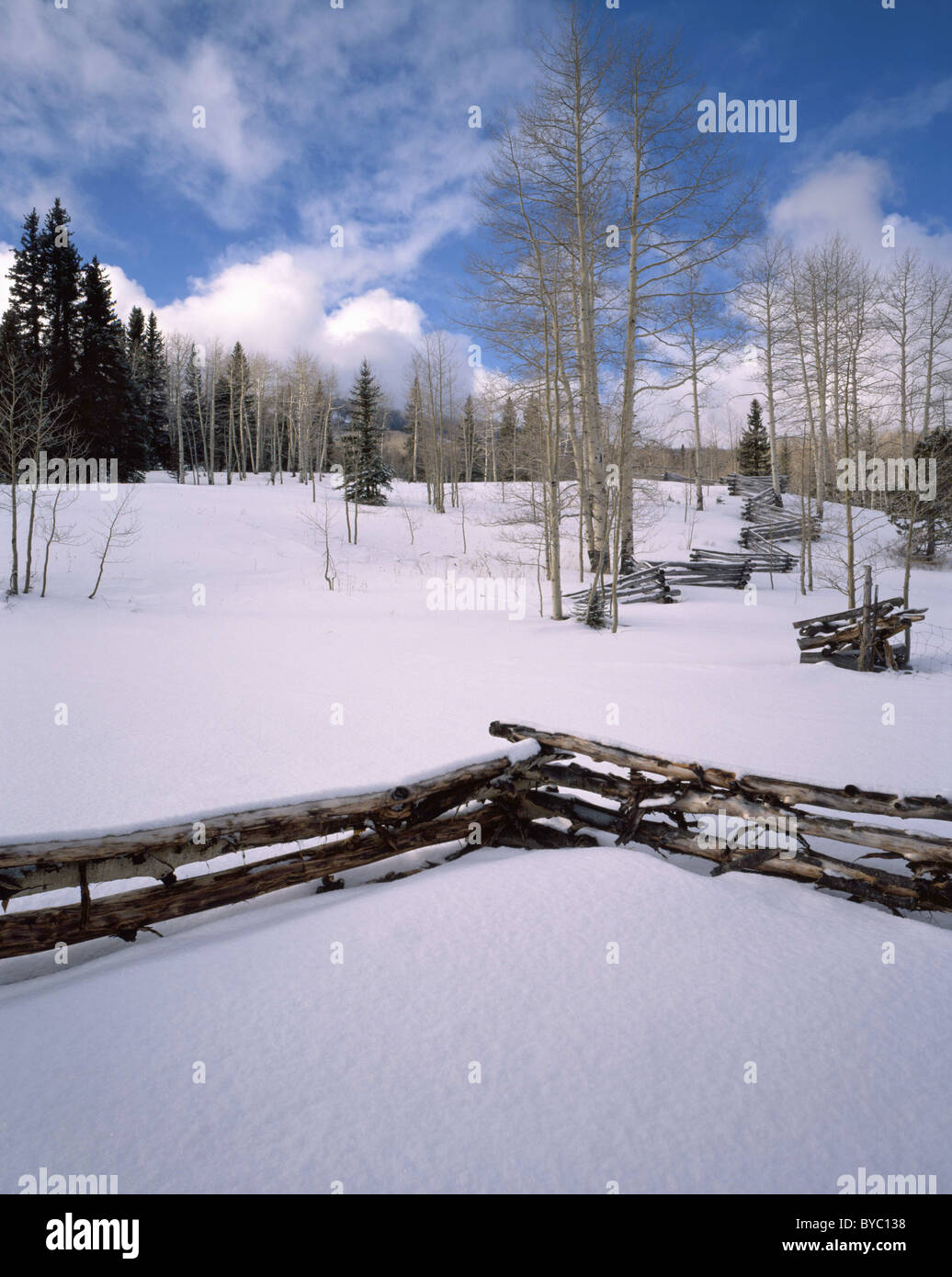 Aspen Trees, Snow, Winter, Log Fence, Utah Stock Photo - Alamy