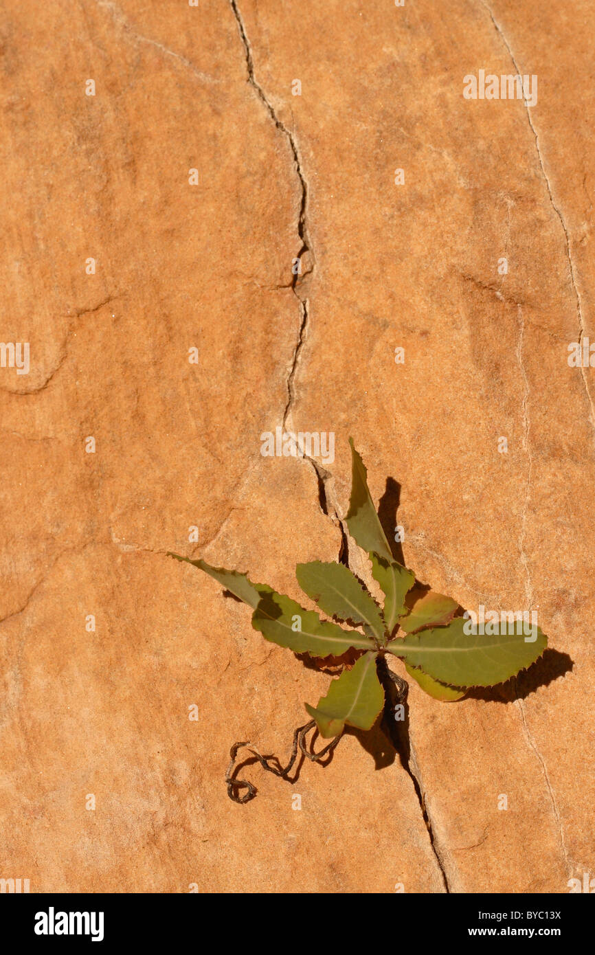 A green plant growing out of a vertical crack in a desert rock Stock ...