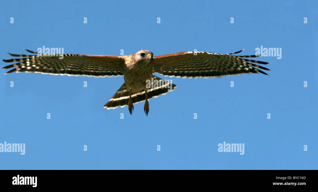 A Red-shouldered Hawk hovering with the eye of a hunter Stock Photo - Alamy
