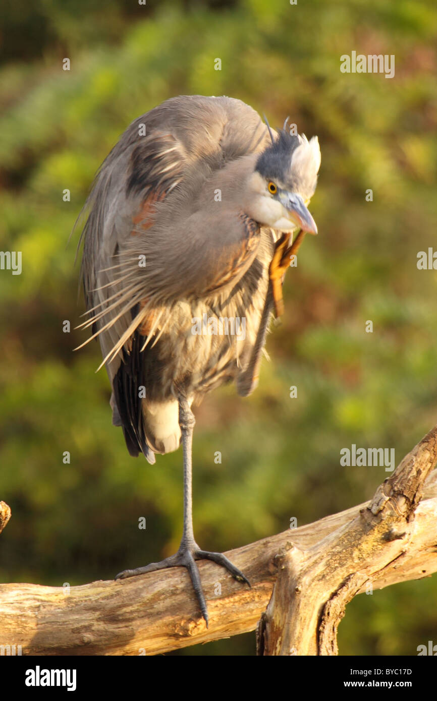Scratching cheek hi-res stock photography and images - Alamy