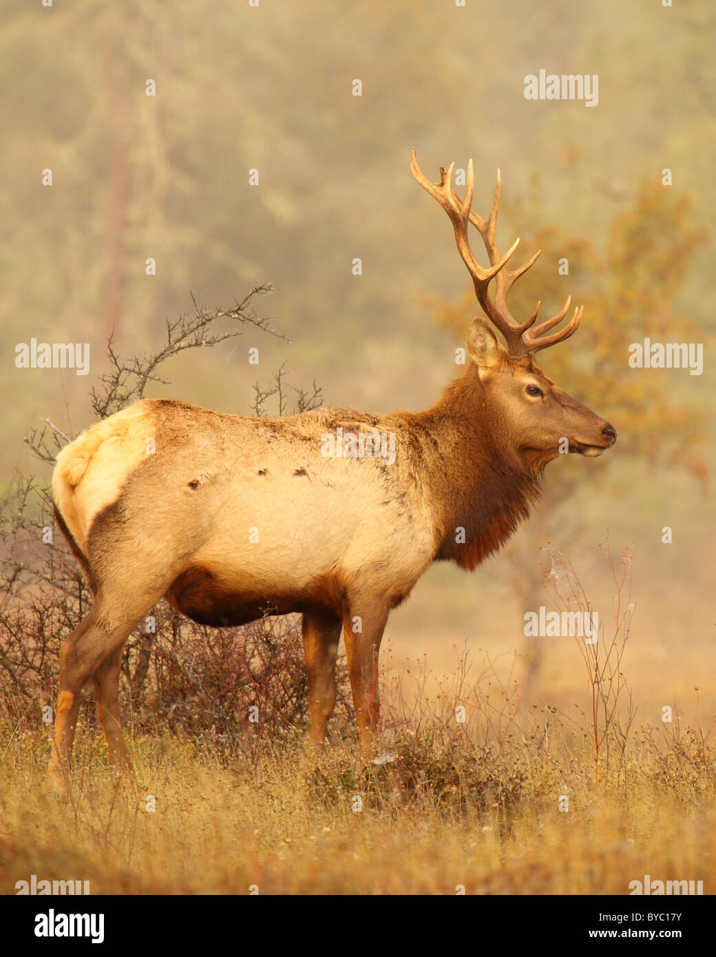 A Tule Elk bull in autumn fog Stock Photo - Alamy