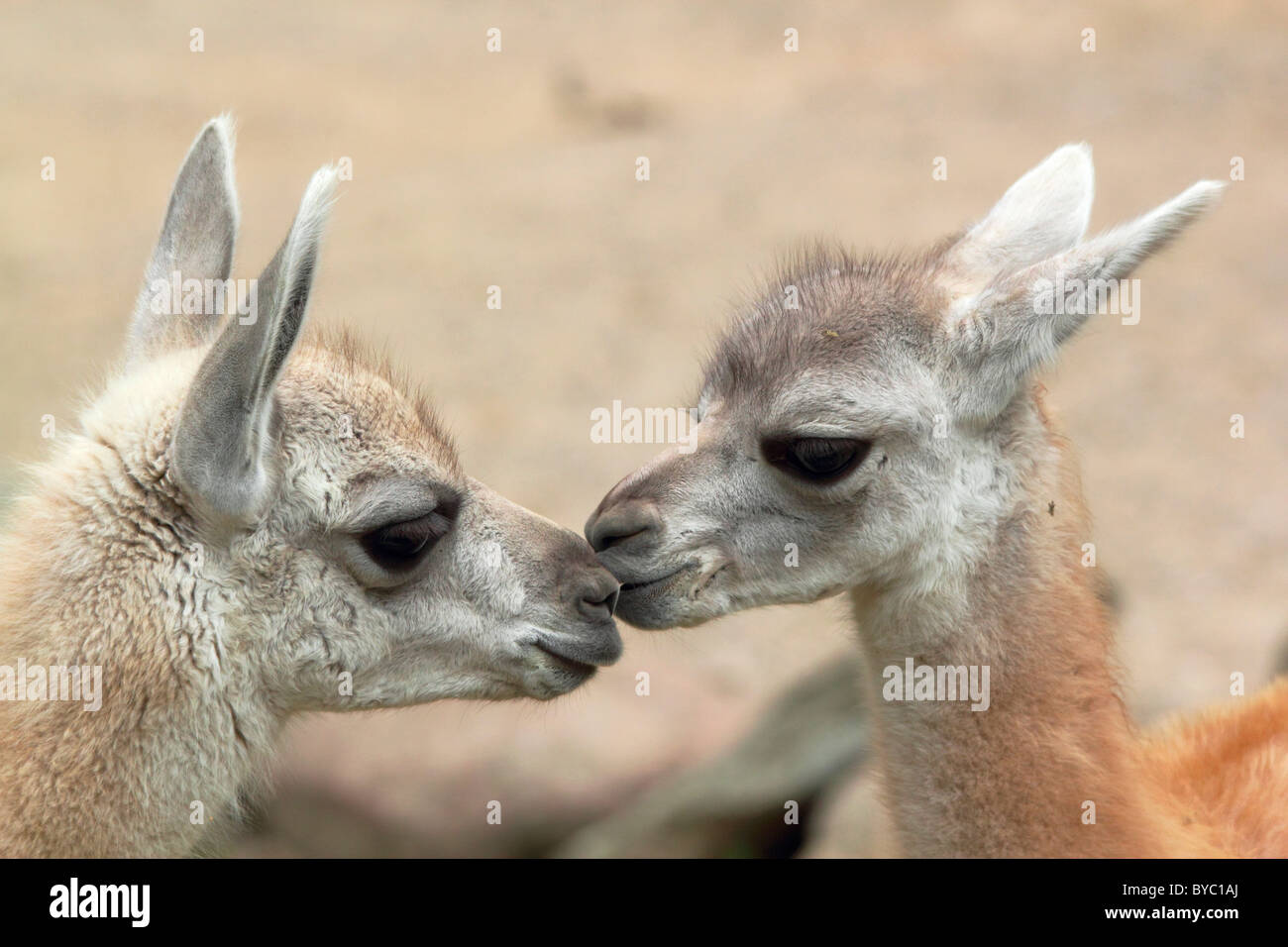 Goanacos hi-res stock photography and images - Alamy