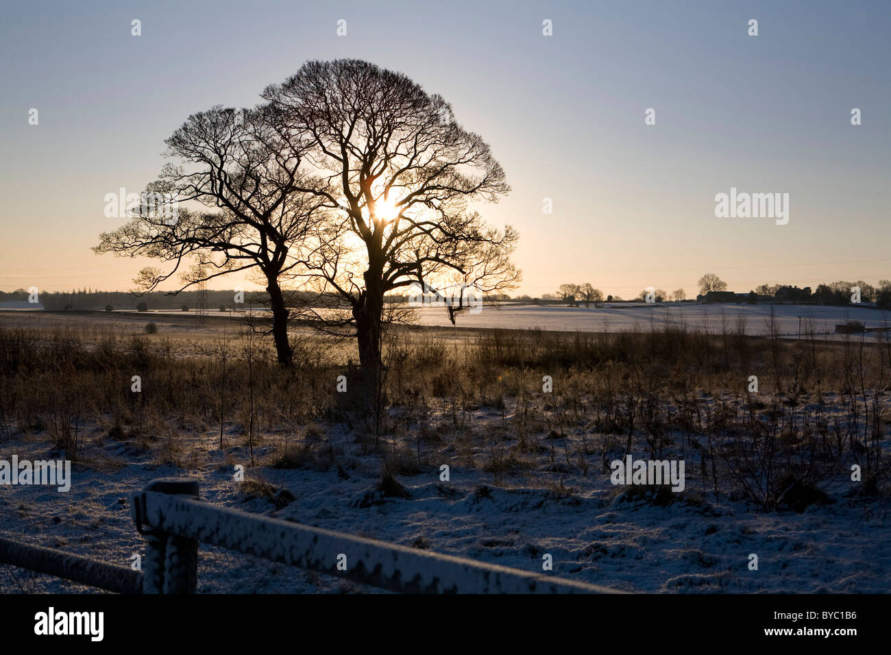 Leafless trees in the first light of dawn Stock Photo - Alamy