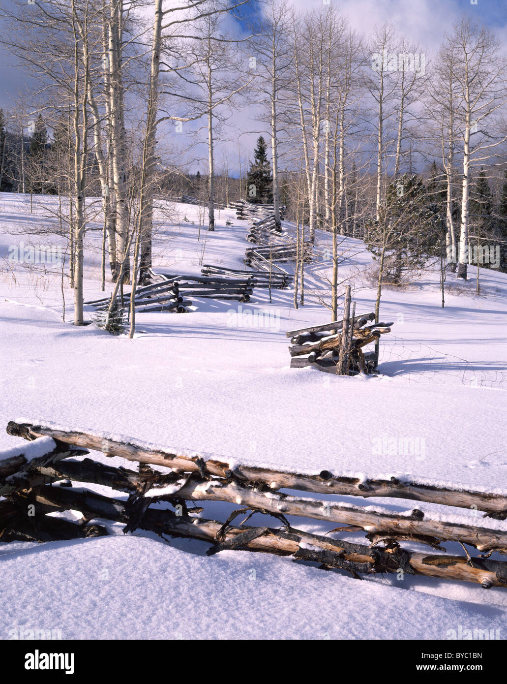 Aspen Trees, Snow, Winter, Log Fence, Utah Stock Photo - Alamy