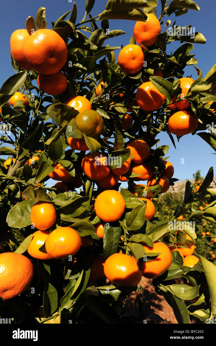 Mandarin oranges growing on tree, Alicante Province, Valencia, Spain ...