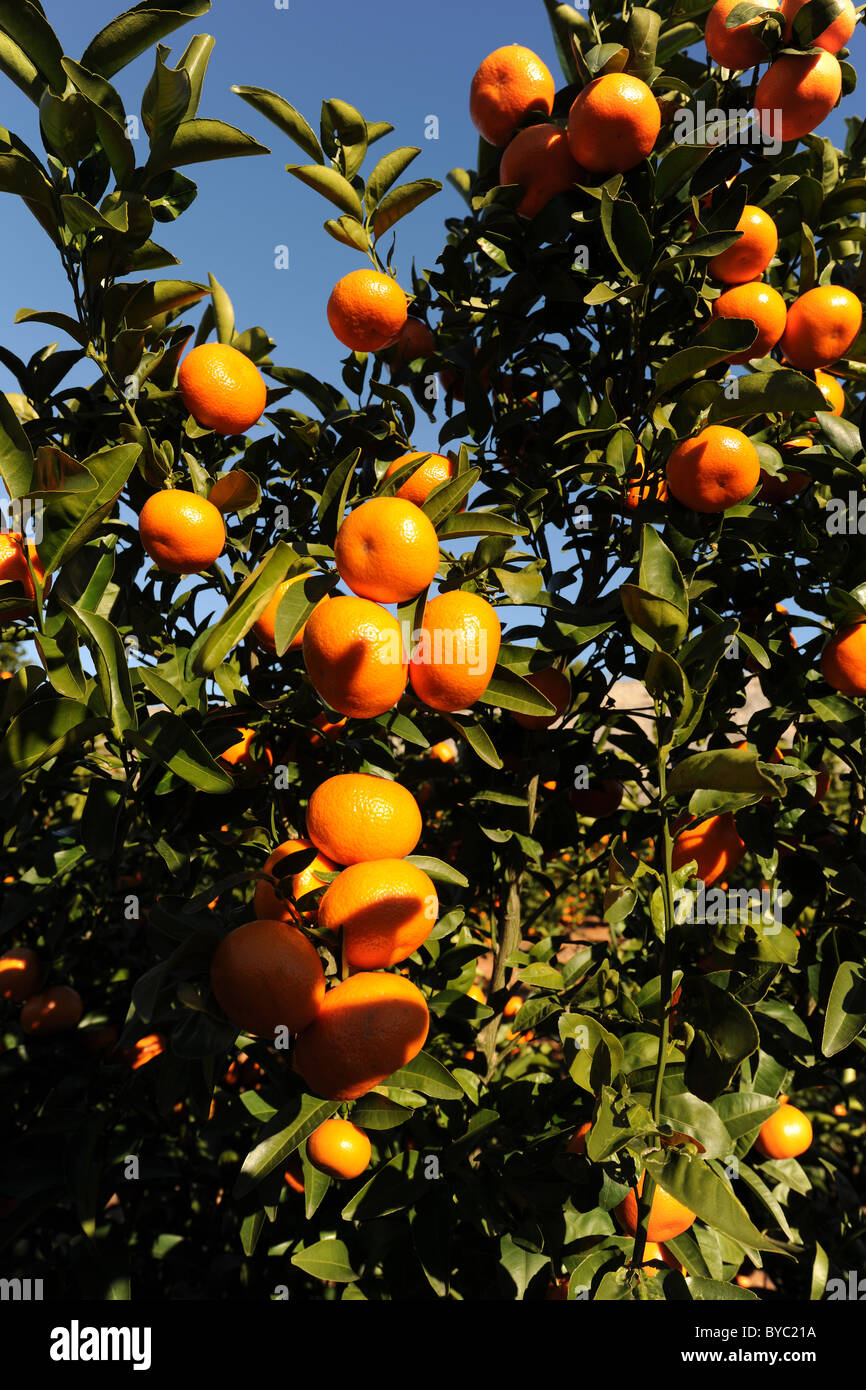 Mandarin oranges growing on tree, Alicante Province, Valencia, Spain ...