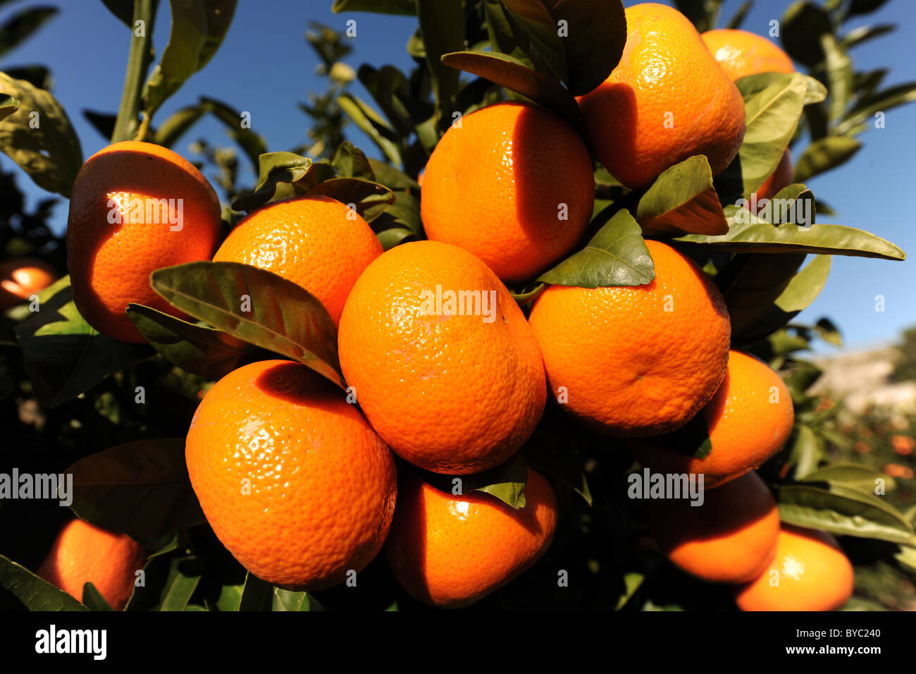 Mandarin oranges hi-res stock photography and images - Alamy