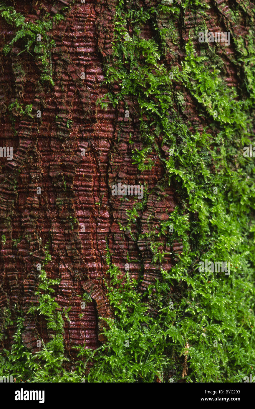Mossy cedar trunk hi-res stock photography and images - Alamy