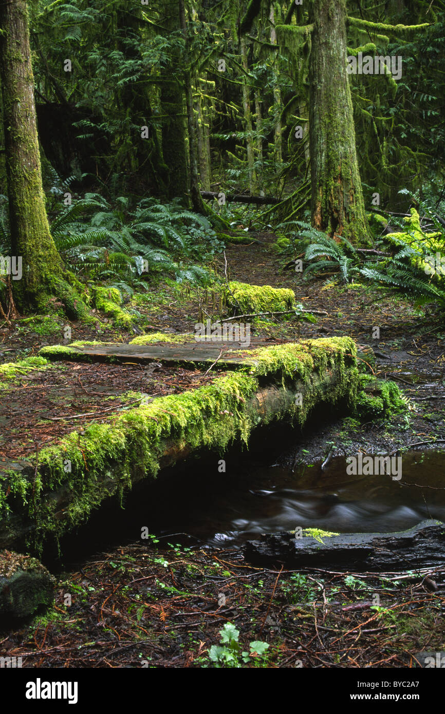 Rustic bridge over a forest stream Stock Photo - Alamy