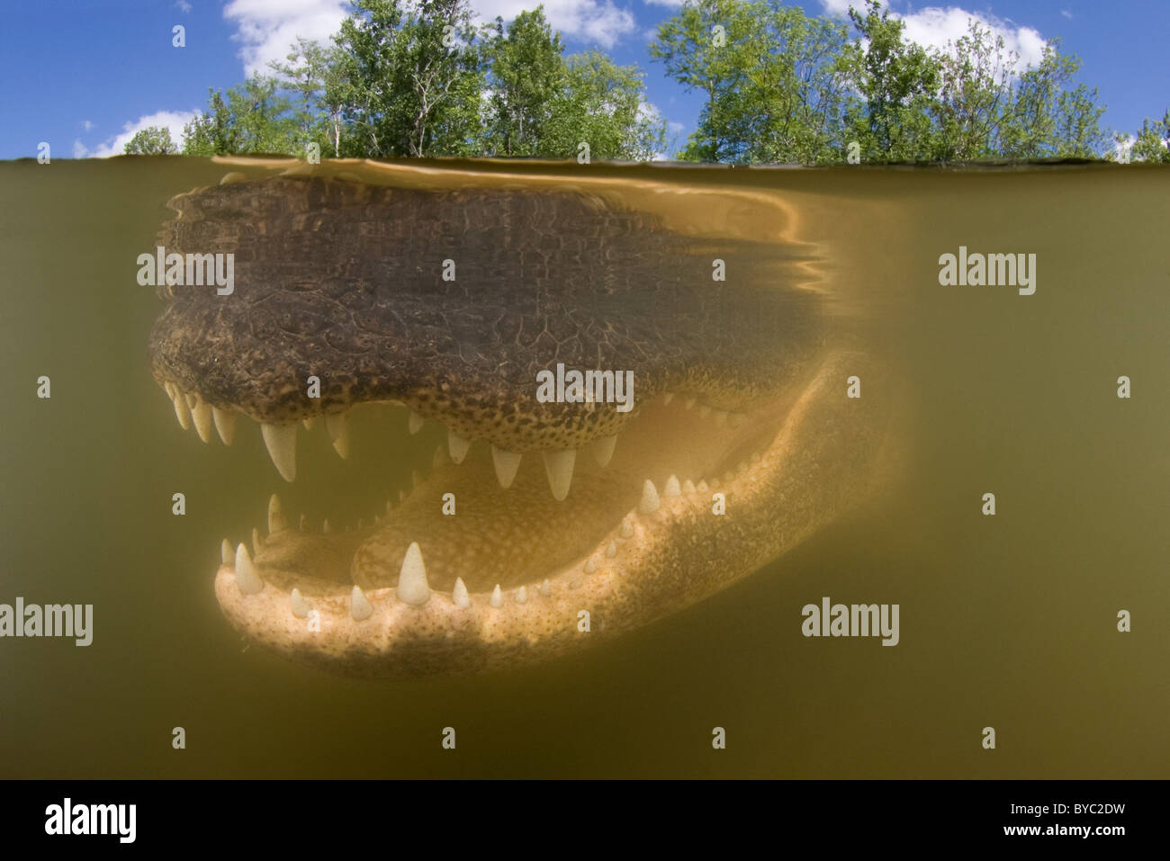 Alligator big cypress national preserve hi-res stock photography and ...