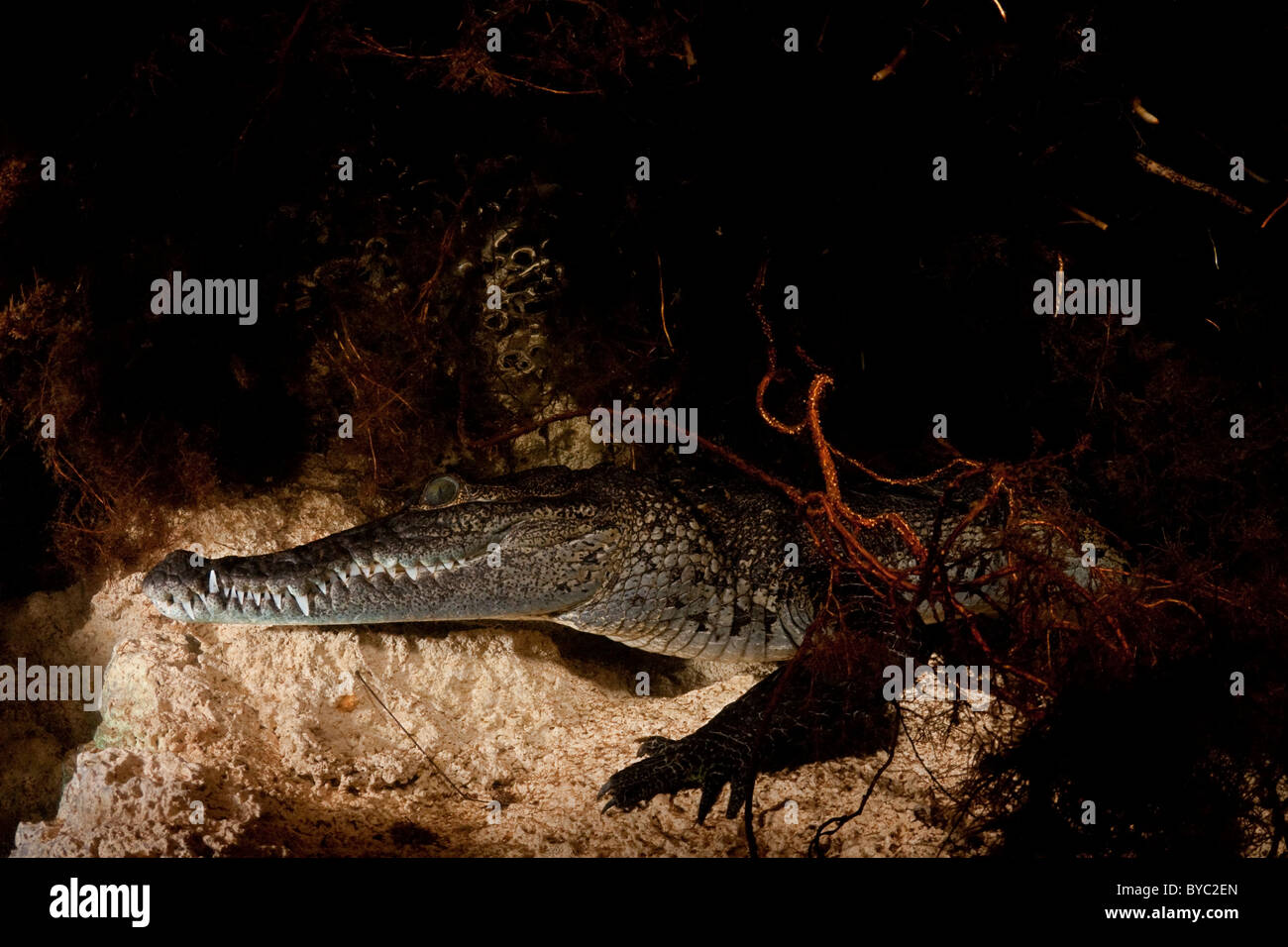 Morelet's crocodile, Crocodylus moreletii, Yucatan Peninsula, Mexico ...