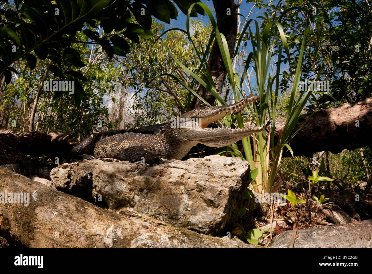 Morelet's crocodile, Crocodylus moreletii, Yucatan Peninsula, Mexico ...