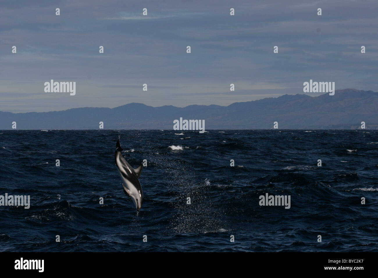 dusky dolphin, Lagenorhynchus obscurus, jumping and flipping Kaikourua ...