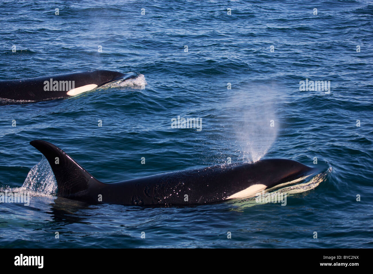 Orca or Killer Whale, Kenai Fjords National Park, near Seward, Alaska ...