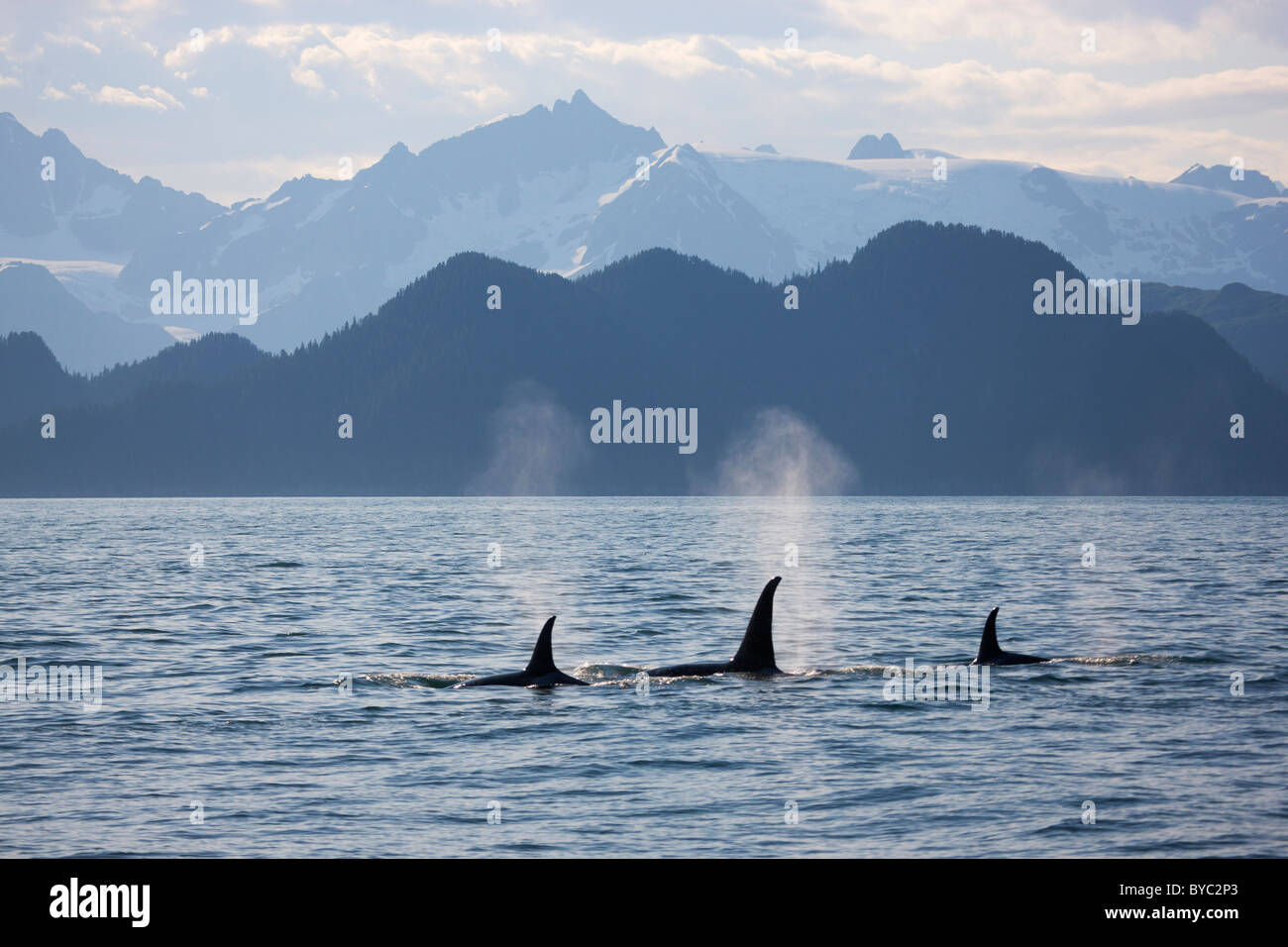 Kenai fjords national park seward alaska orcinus orca hi-res stock ...