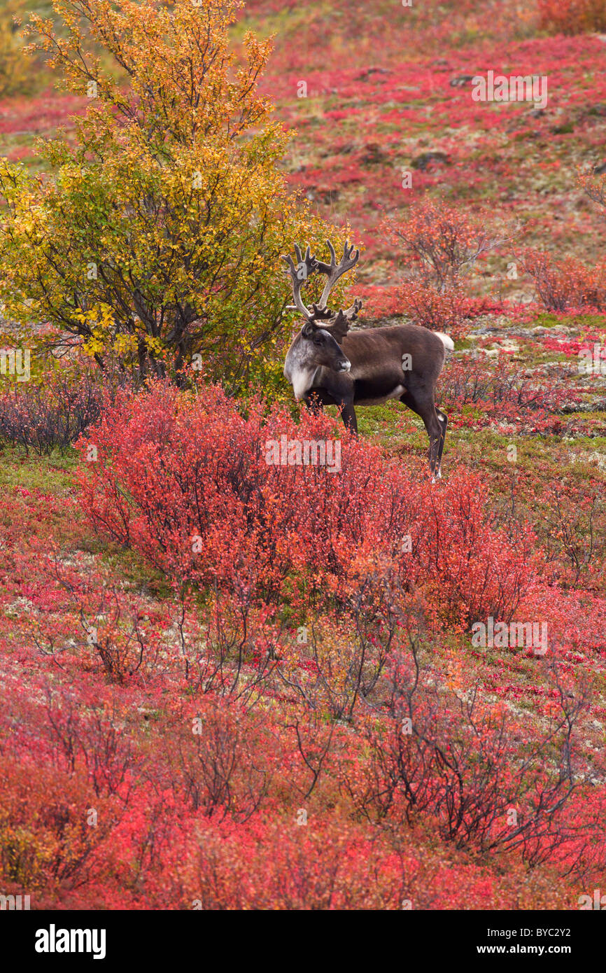 Caribou barren lands hi-res stock photography and images - Alamy