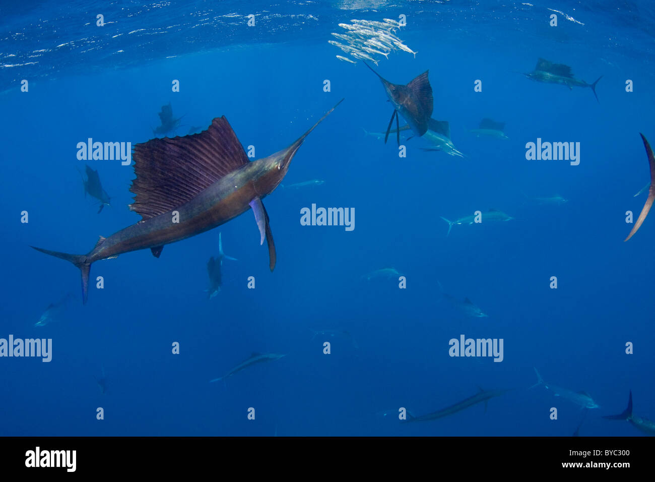 Istiophorus platypterus sailfish hi-res stock photography and images ...