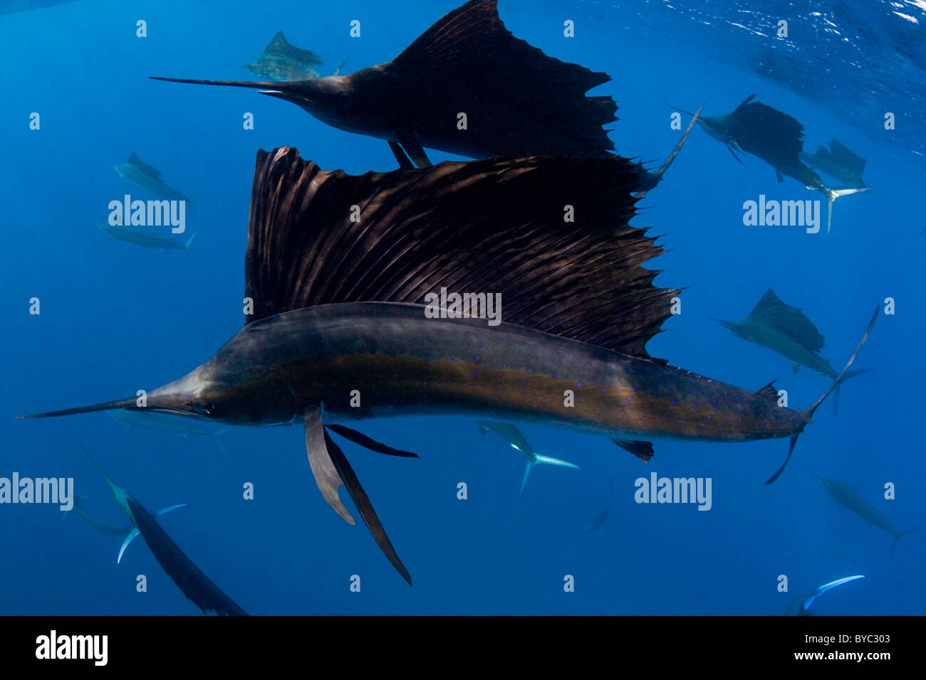 Istiophorus platypterus sailfish hi-res stock photography and images ...