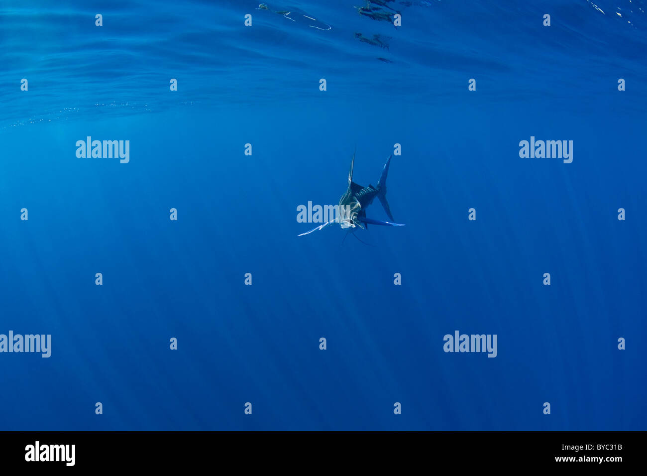 Pacific blue marlin hi-res stock photography and images - Alamy