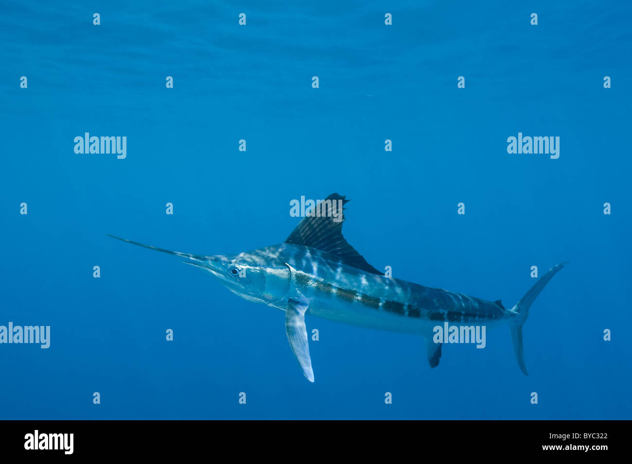 white marlin, Tetrapturus albidus, near Cancun, Yucatan Peninsula ...