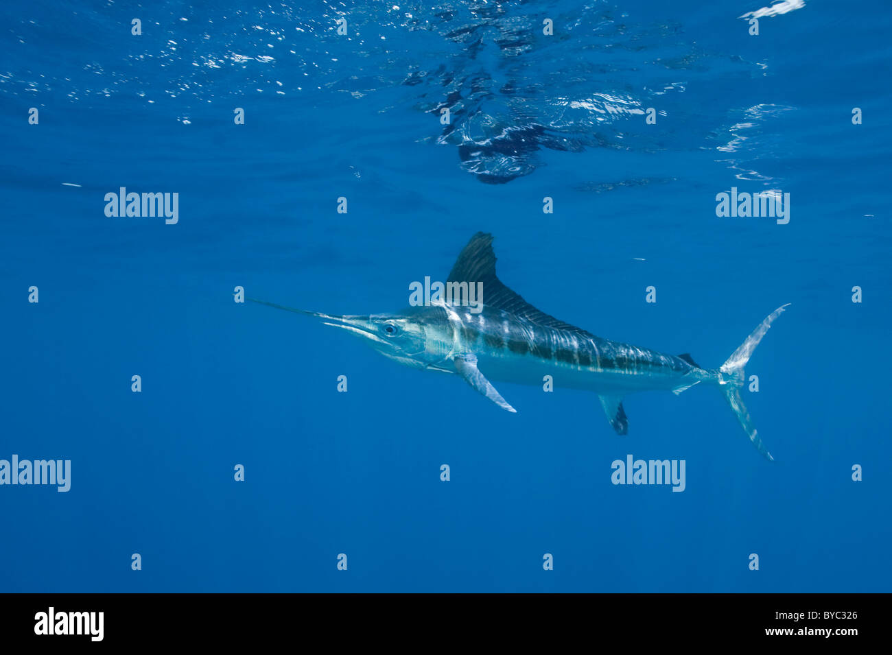 The Marlin High Resolution Stock Photography and Images - Alamy