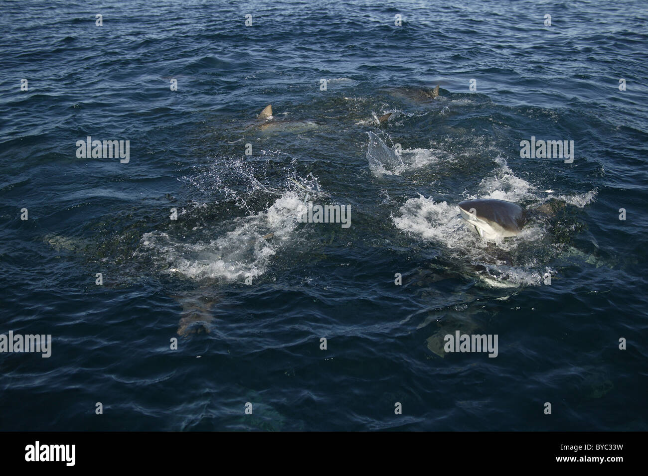 Bronze whaler hi-res stock photography and images - Alamy